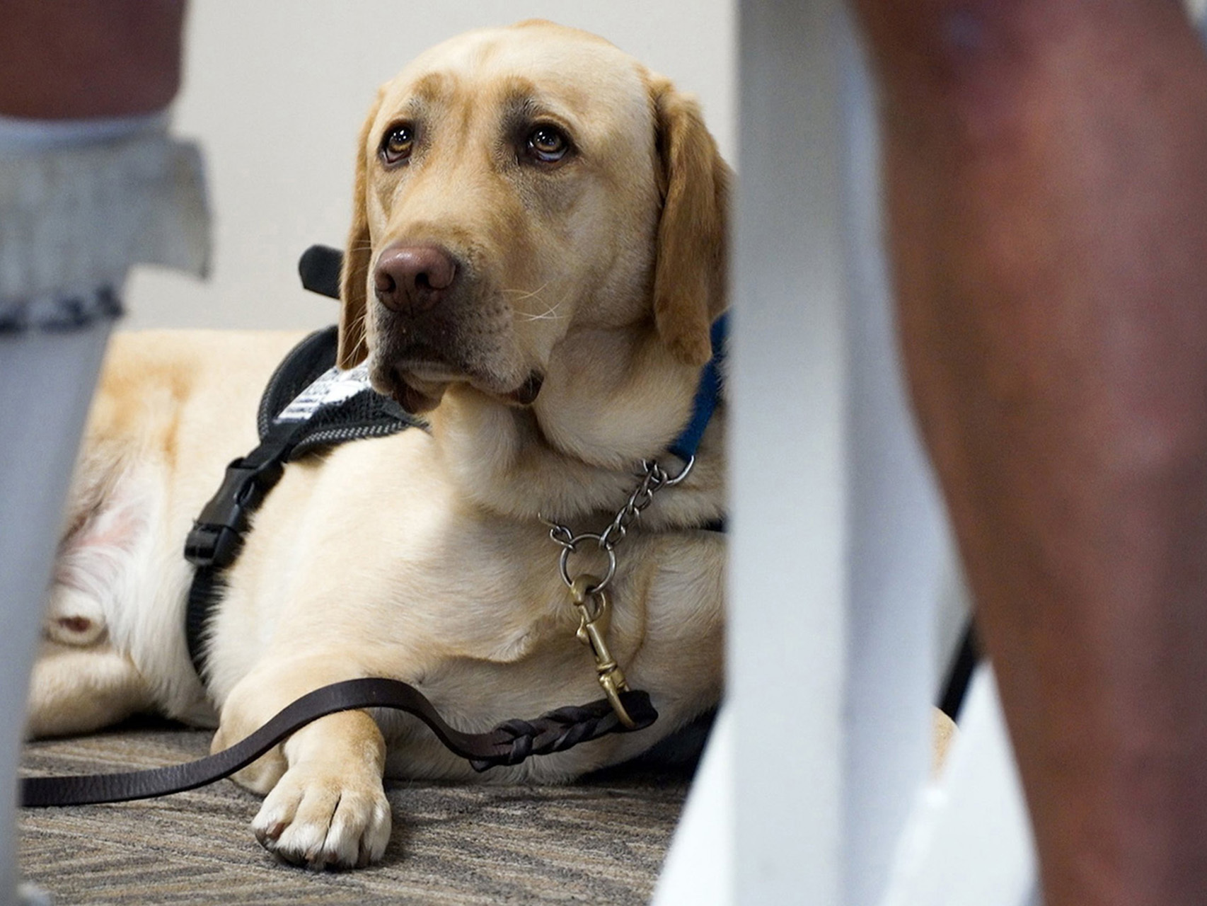 Federal Government May Tighten Restrictions On Service Animals On ...