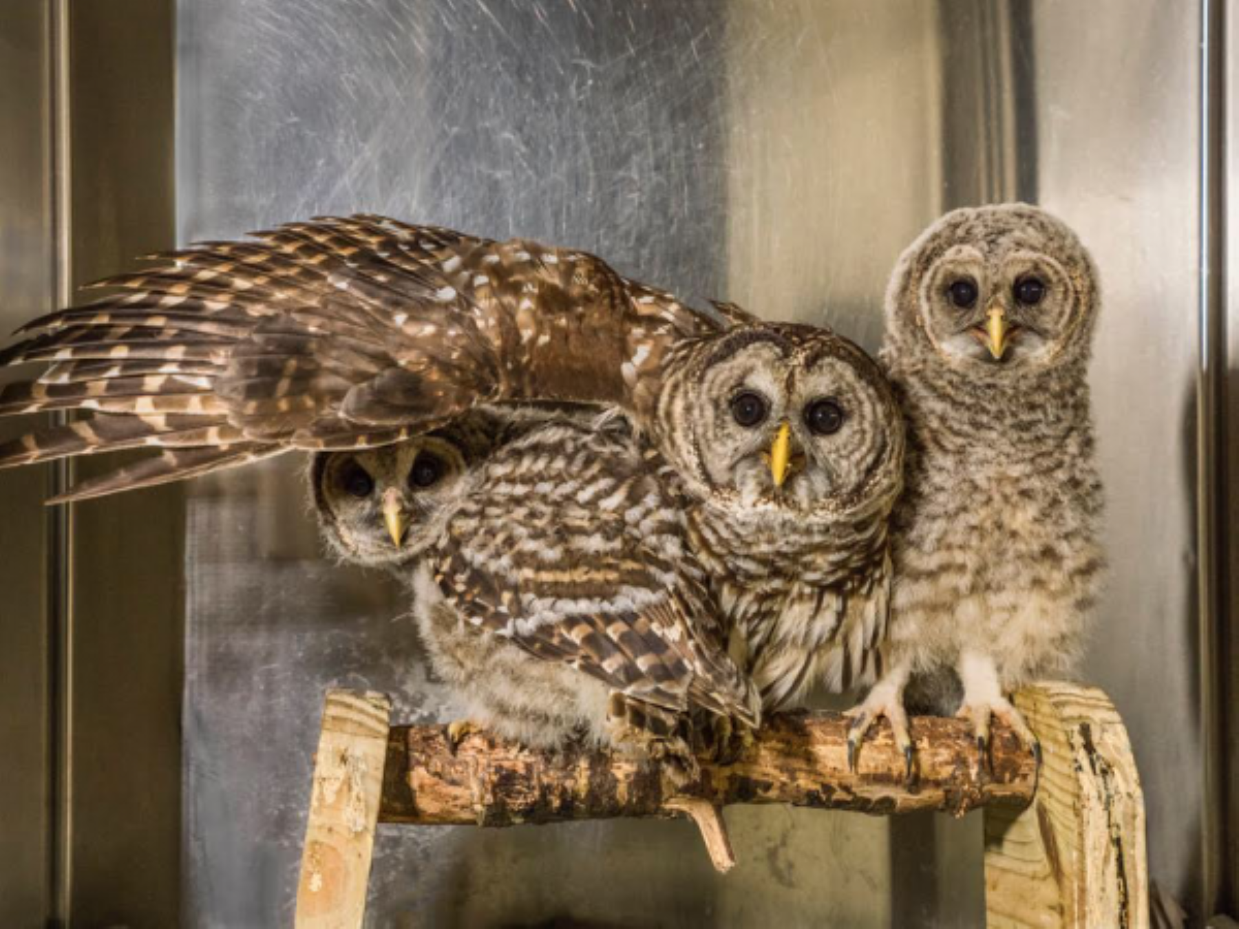 DeKalb Wildlife Rescue Center Adapts To Coronavirus With Less Staff ...