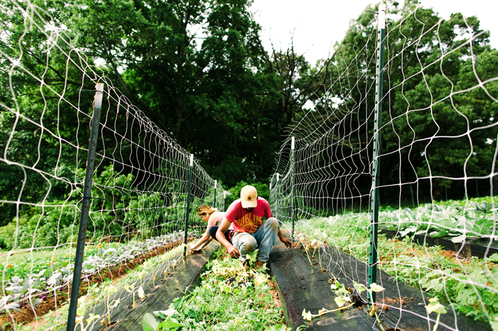 COVID-19 Pandemic Amplifies Existing Challenges For Georgia Farmers ...