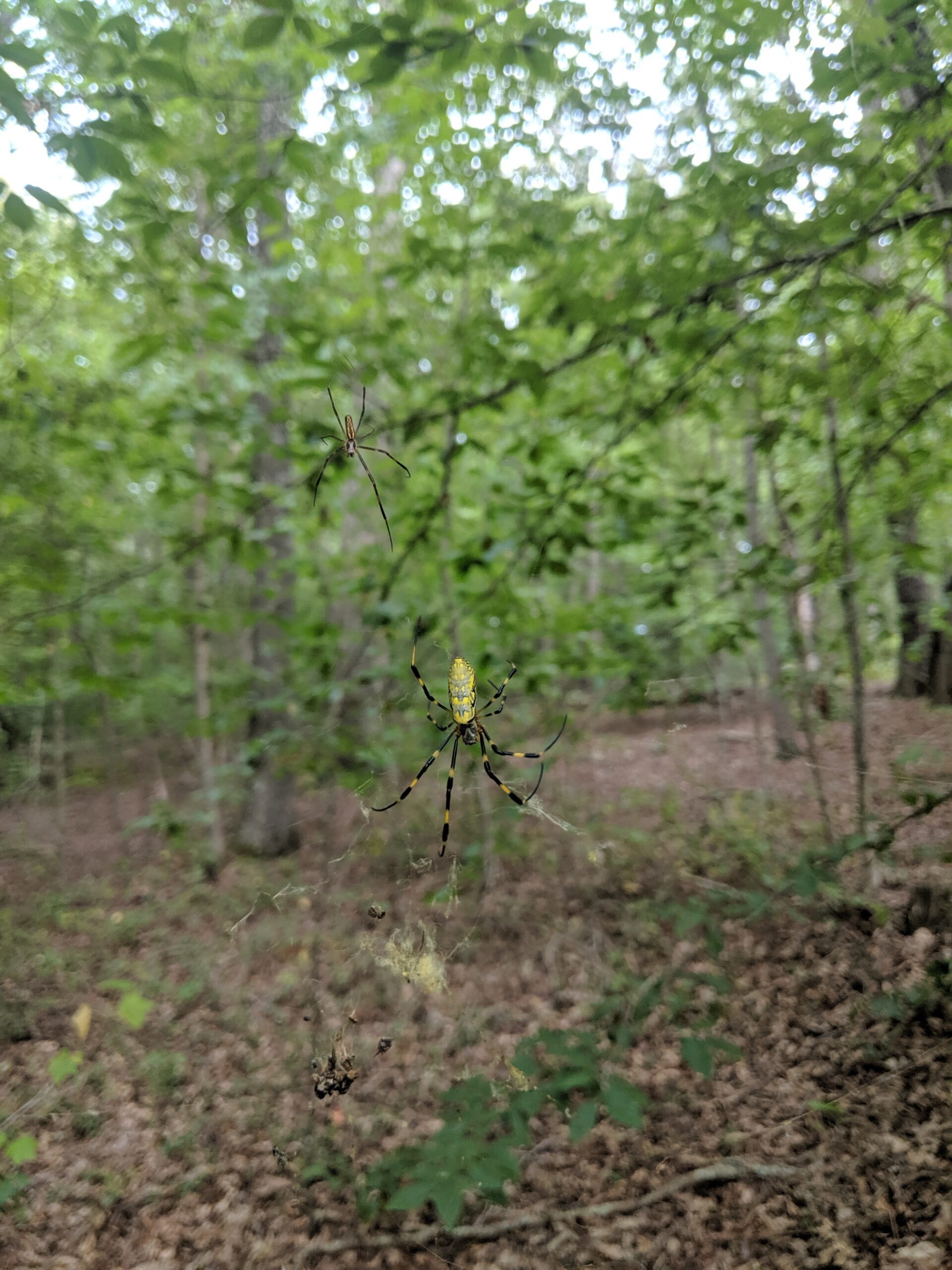 How To Help Scientists Find The Big, Colorful Spiders Invading North ...