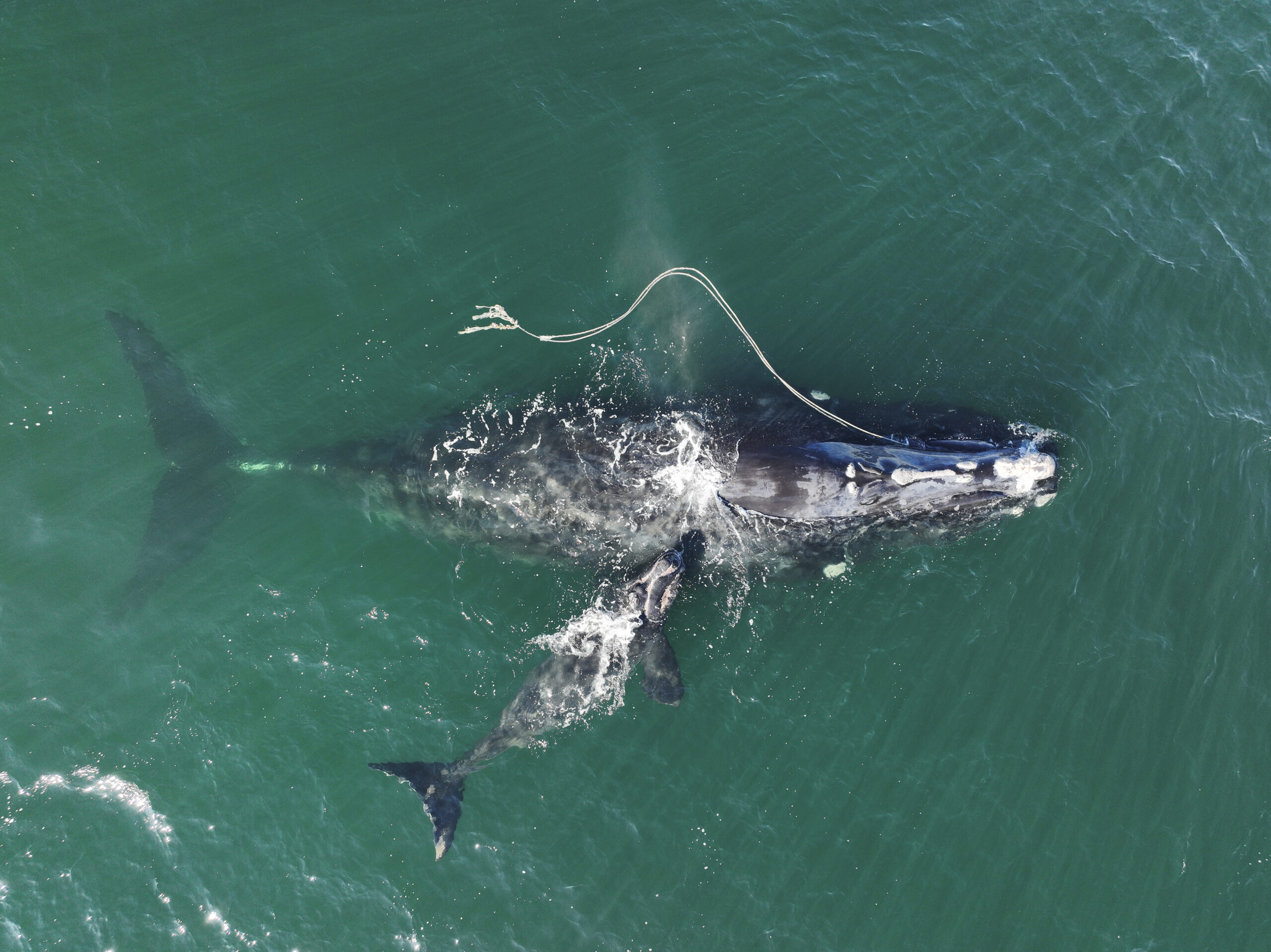 Endangered whale gives birth while entangled in fishing rope off ...