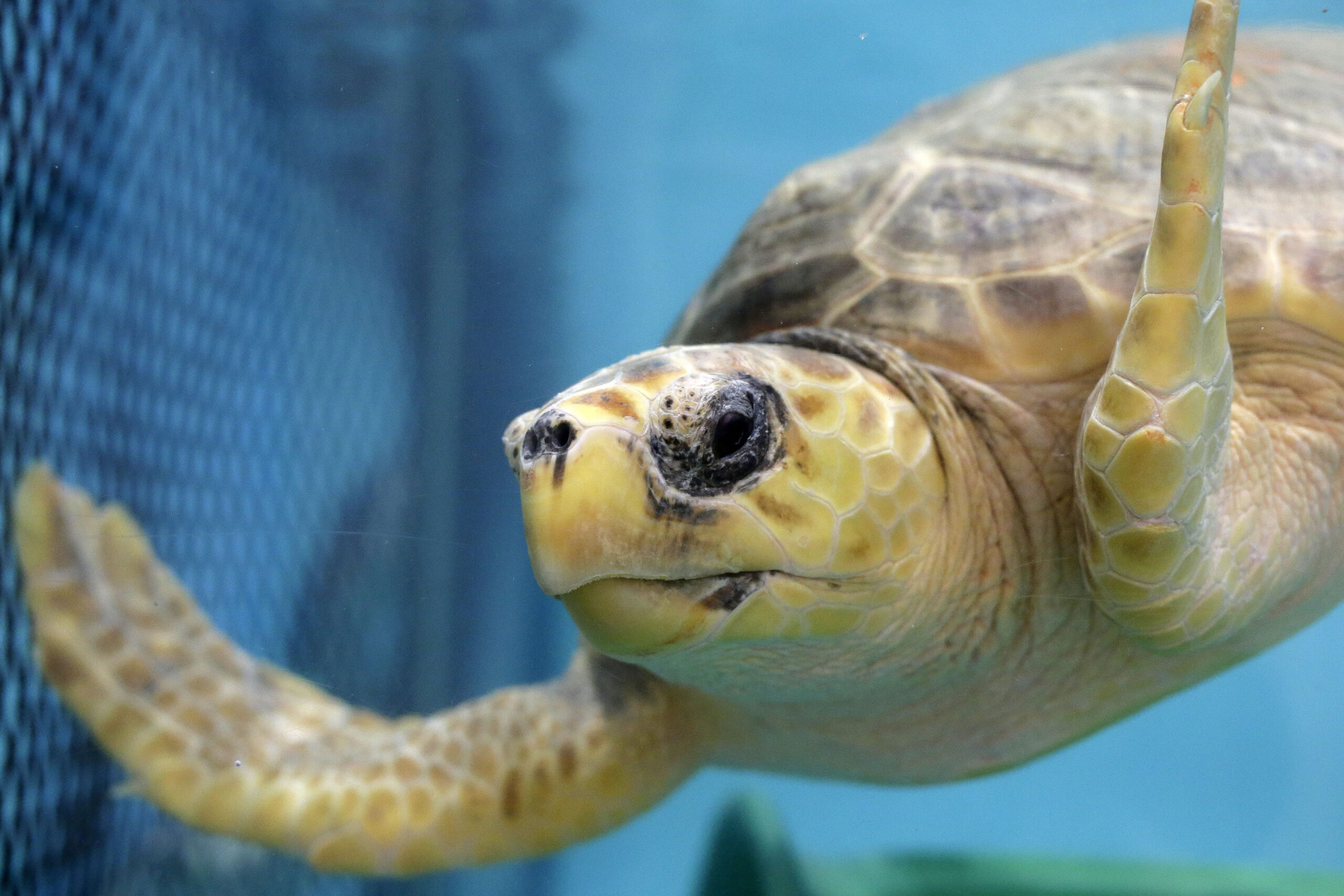 Georgia vets return sea turtles to ocean after long recovery – WABE