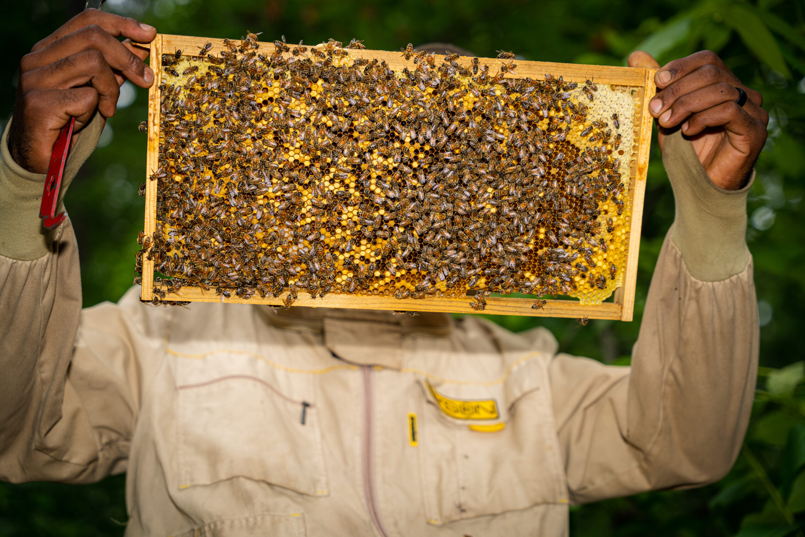 Alaska-bound honeybees find new homes after tragedy at Atlanta airport ...