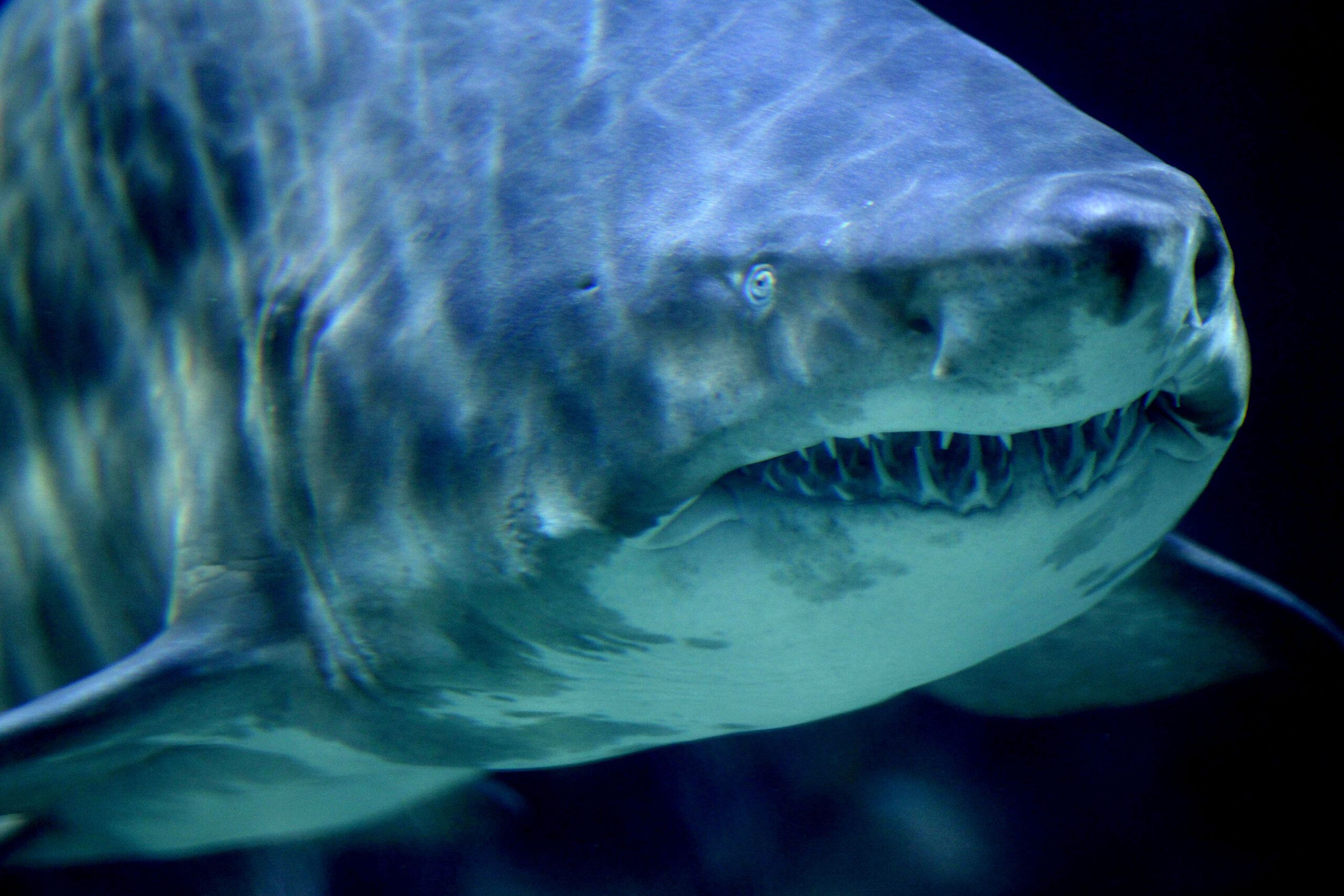 Sharks Mistaking Feet For Fish Are Likely Behind Long Island Attacks WABE Sharks Mistaking Feet For Fish Are Likely Behind Long Island Attacks WABE