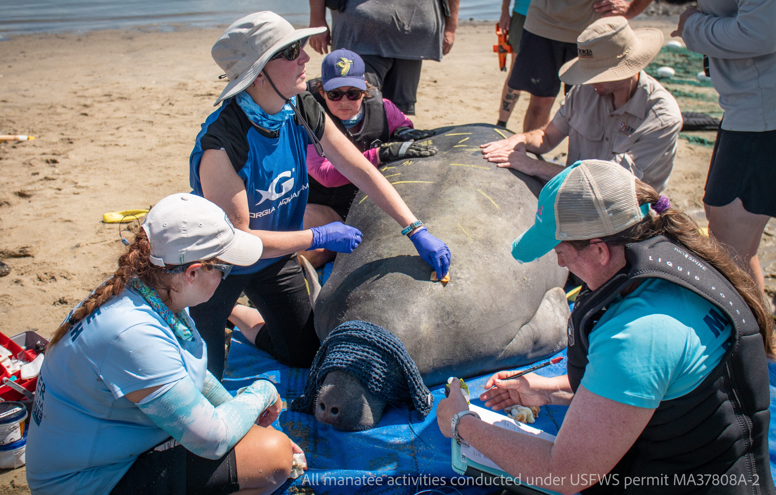 Georgia researchers track Savannah River manatees – WABE