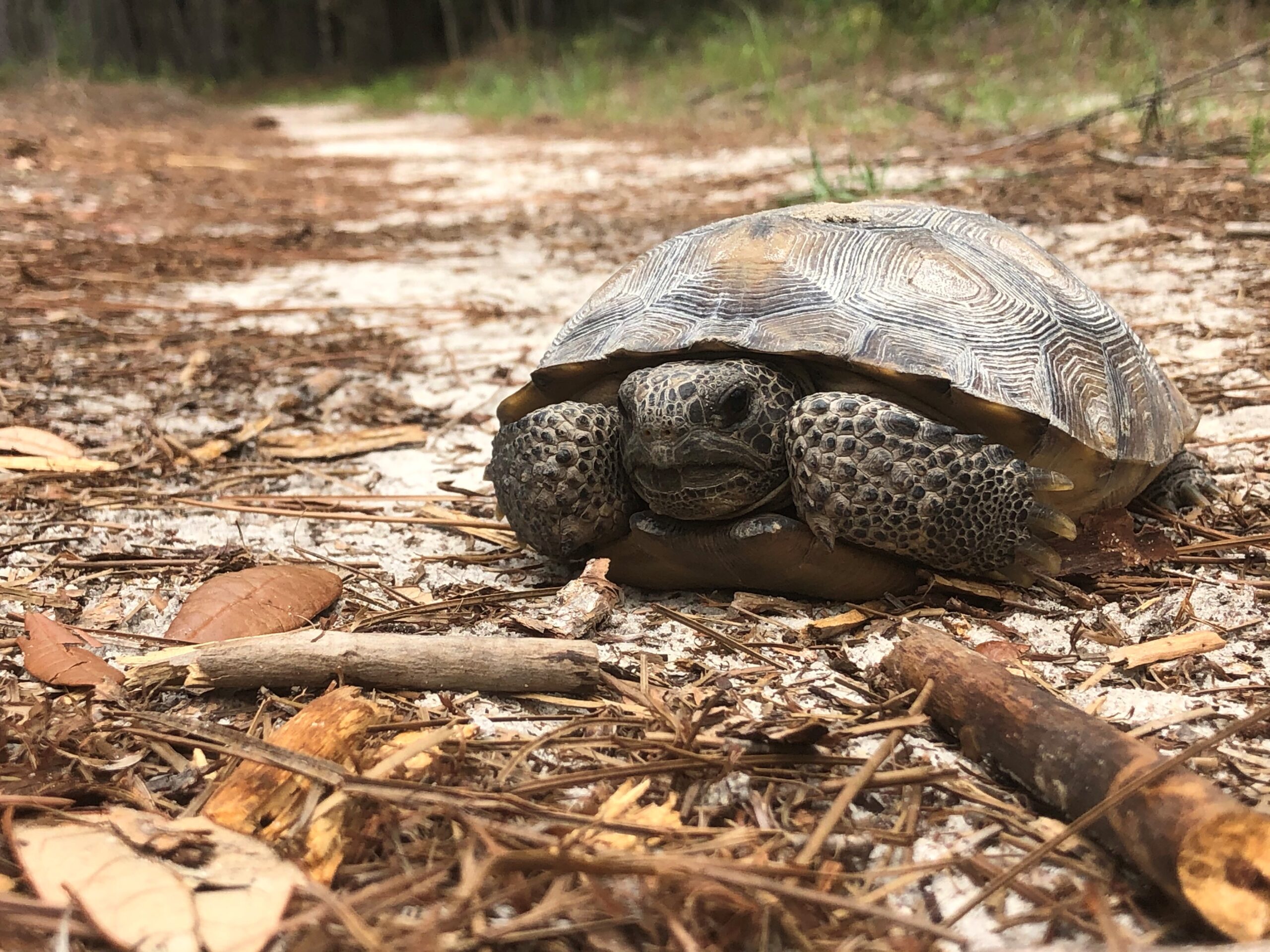 Georgia’s ‘iconic’ gopher tortoises don’t need endangered species ...