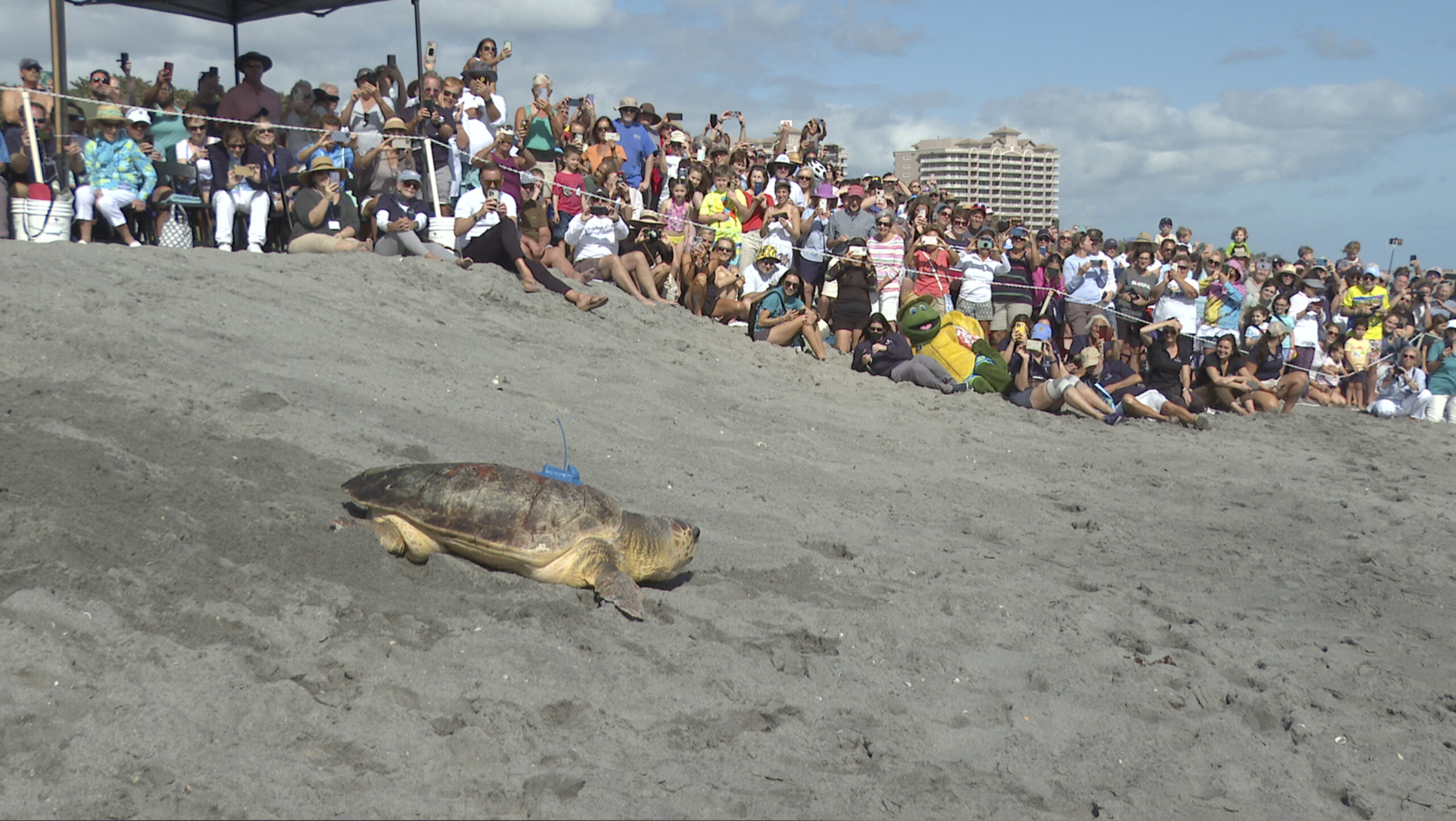 Loggerhead sea turtle released after rehabbing in Florida – WABE