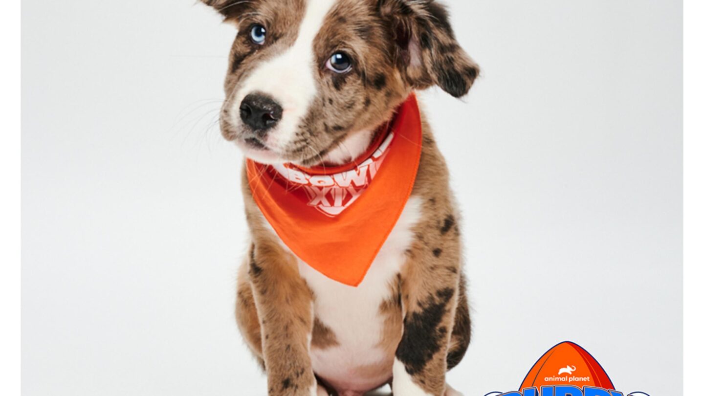 Atlanta rescue dog makes national debut in Puppy Bowl XIX – WABE