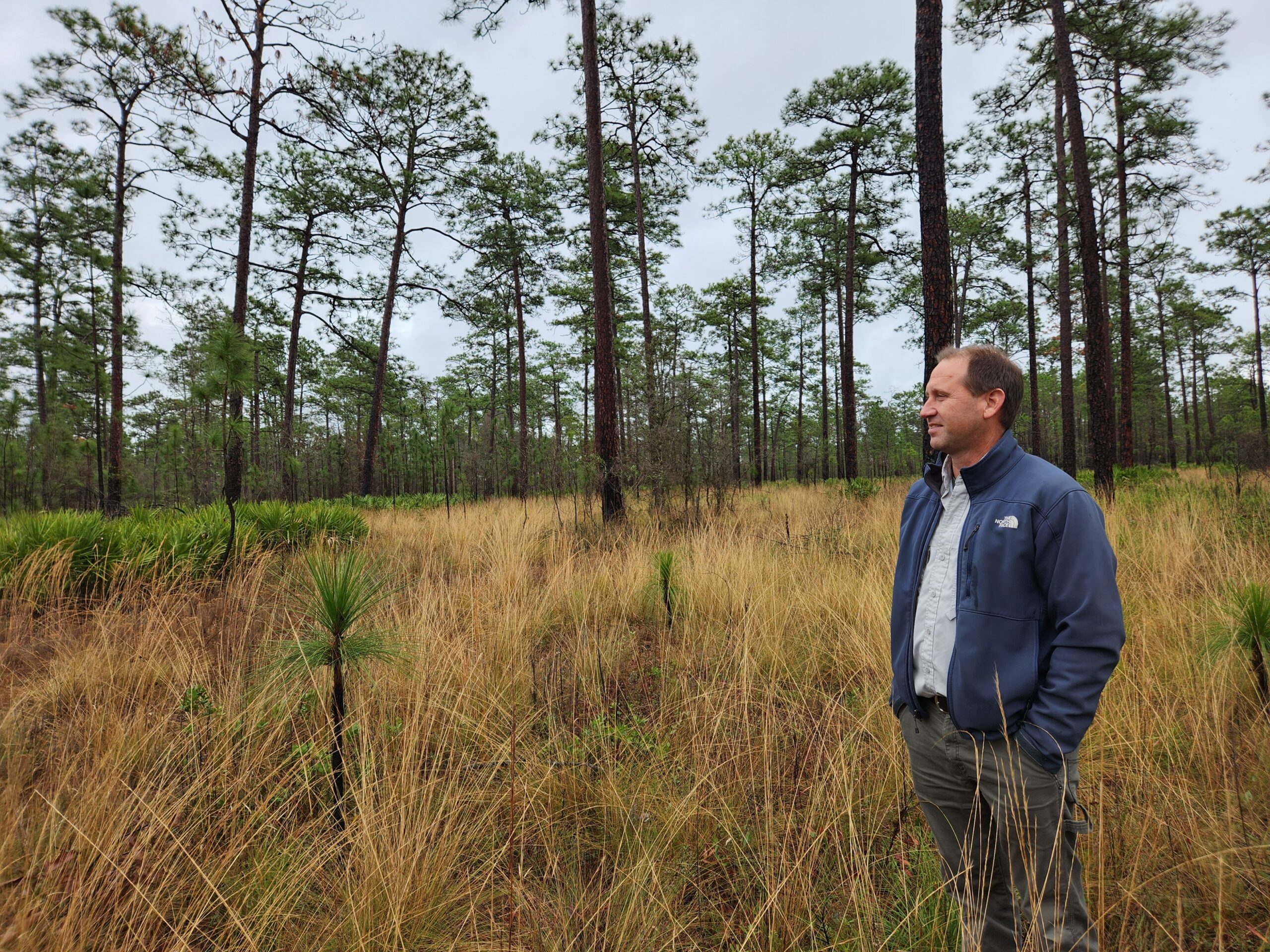 Pine Tree Forest In Georgia