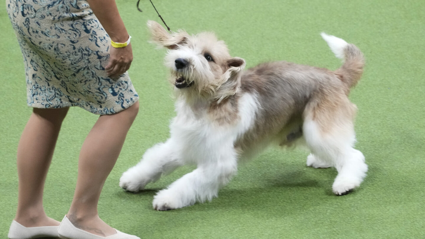 Peke, Frenchie, Aussie and, yes, PBGV make dog show finals – WABE