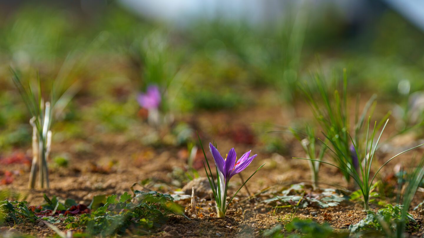 Could growing saffron be a game changer for Georgia farms? Researchers ...