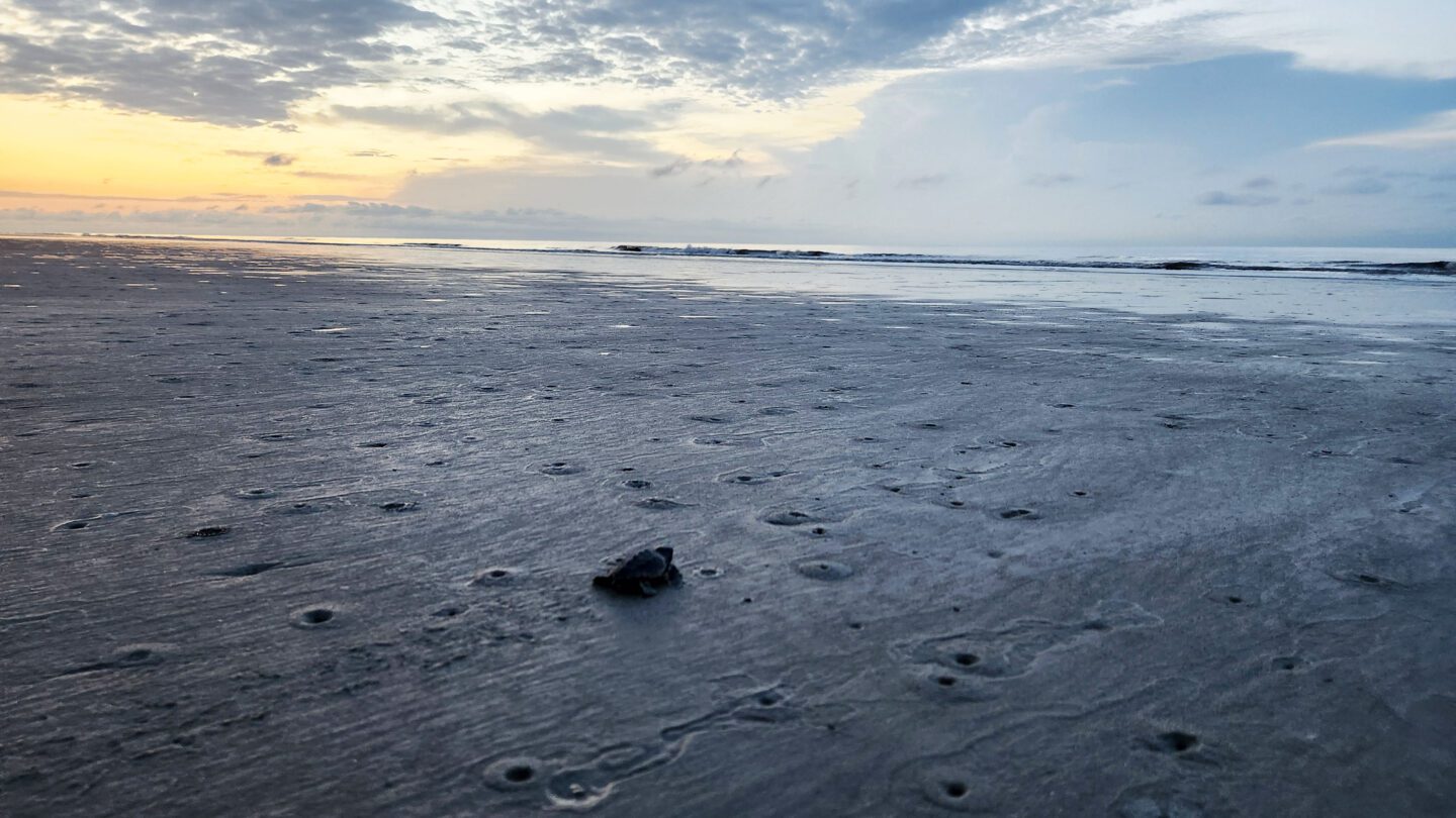 Tracking Georgia’s sea turtles is a long, slow process that just might ...