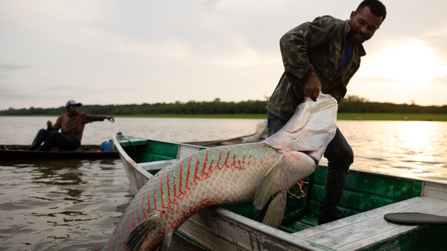 Rare good news from the Amazon: Gigantic fish are thriving again – WABE