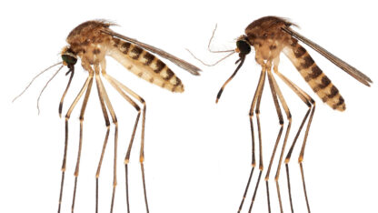 Check out the deepest-swimming fish ever caught on camera – WABE