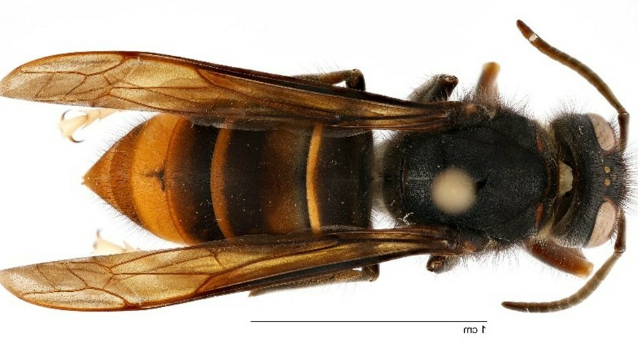 Invasive bee-eating hornet spotted in Georgia is first known US ...