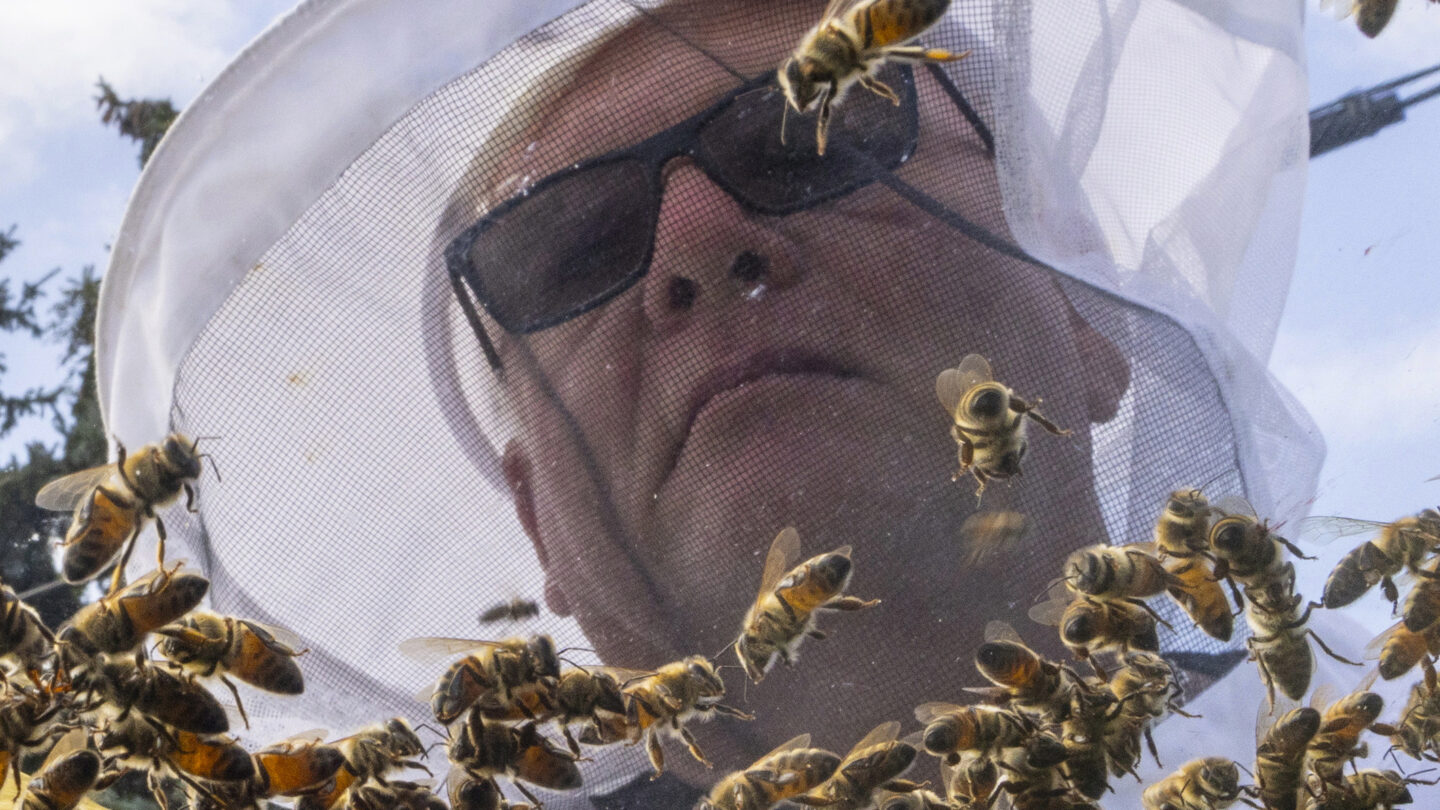 5 million bees fall off a truck near Toronto and drivers are asked to ...