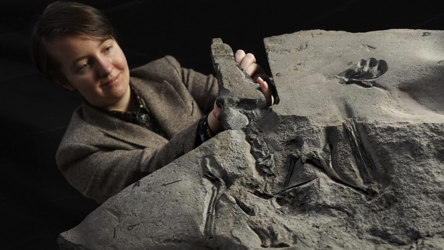 A rare fossil of a 170 million-year-old pterosaur with an 8-foot ...