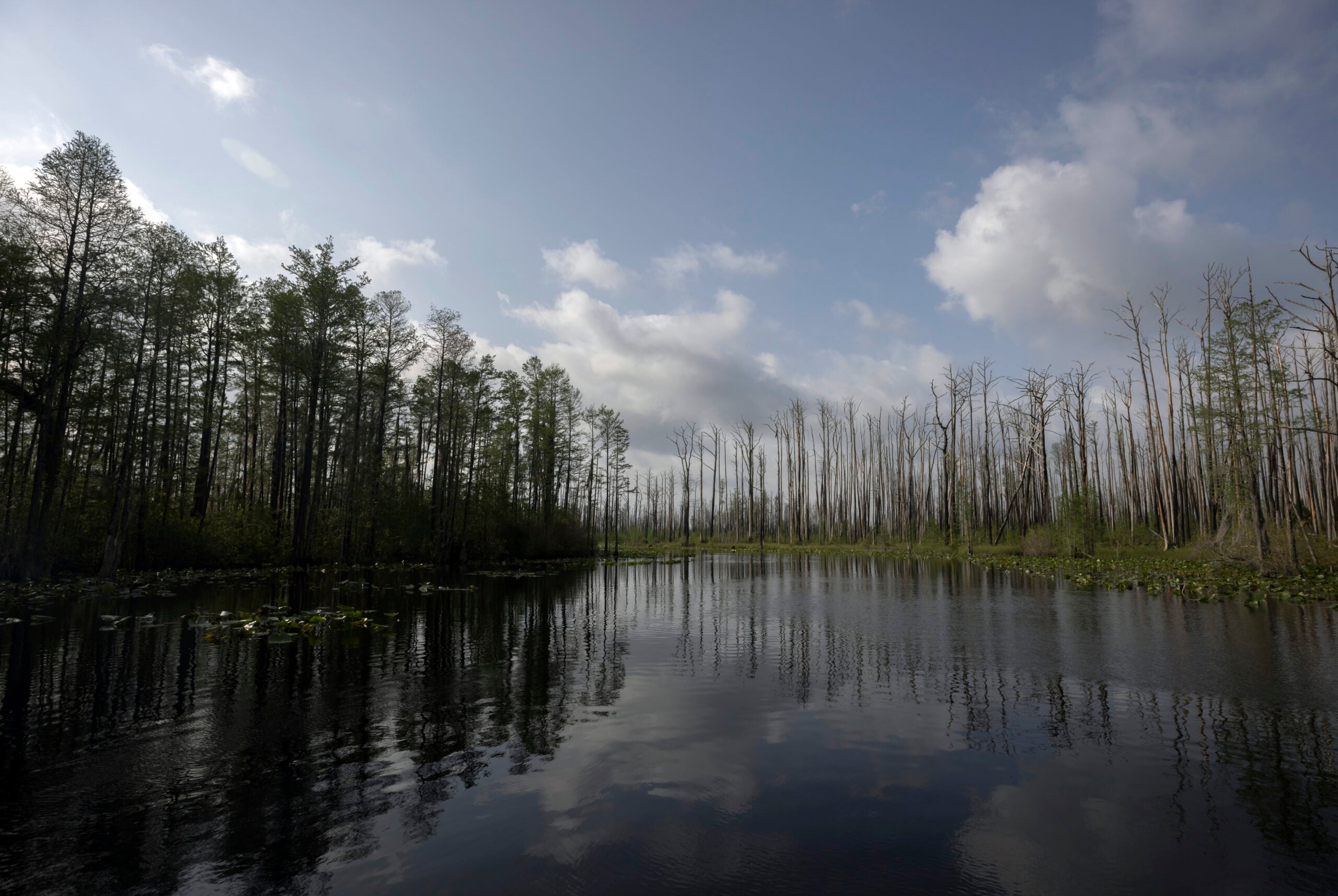 U.S. agency sued over hands-off decision on Okefenokee mine – WABE