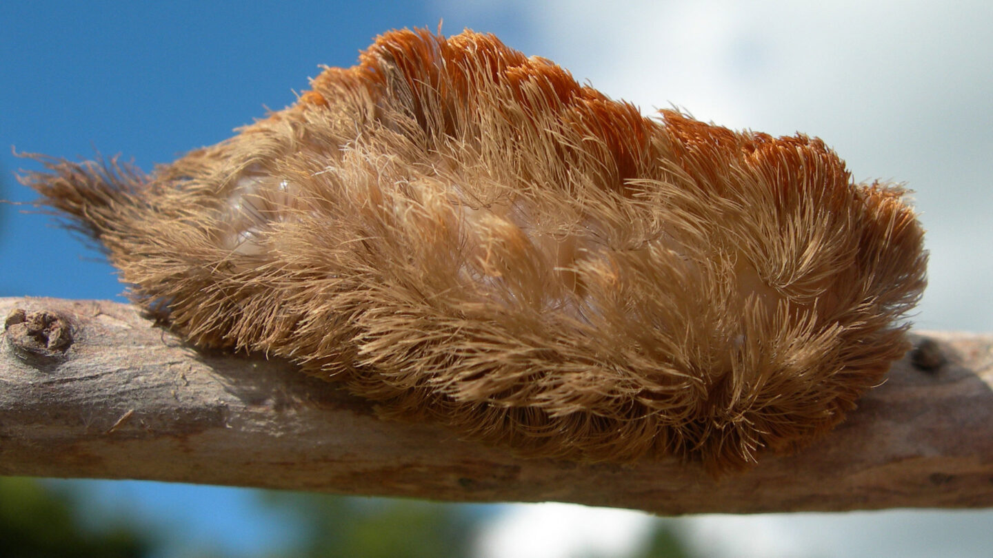 Despite its innocently furry appearance, the puss caterpillar’s sting ...