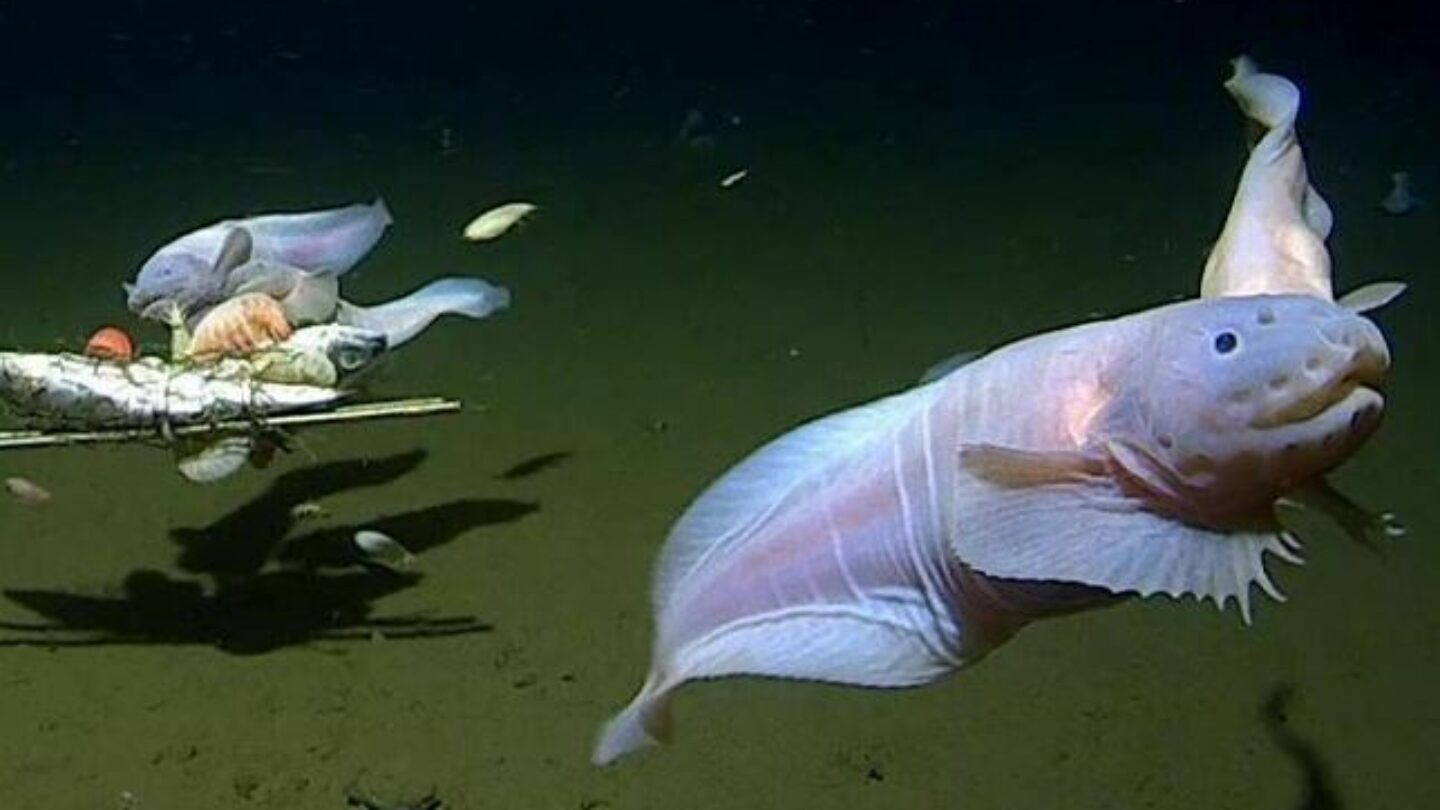 Check out the deepest-swimming fish ever caught on camera – WABE