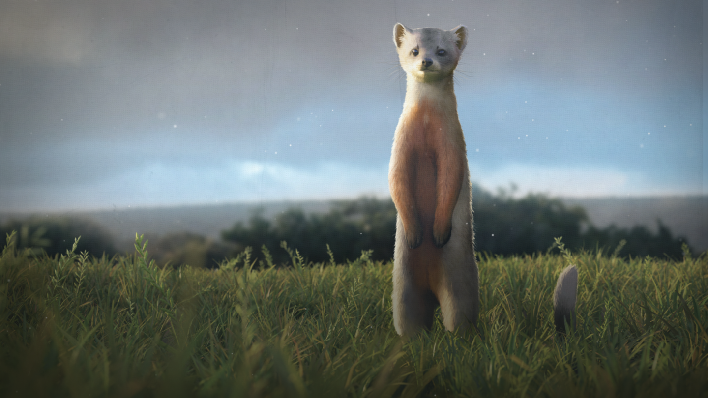 How Weasels Got Skinny – WABE