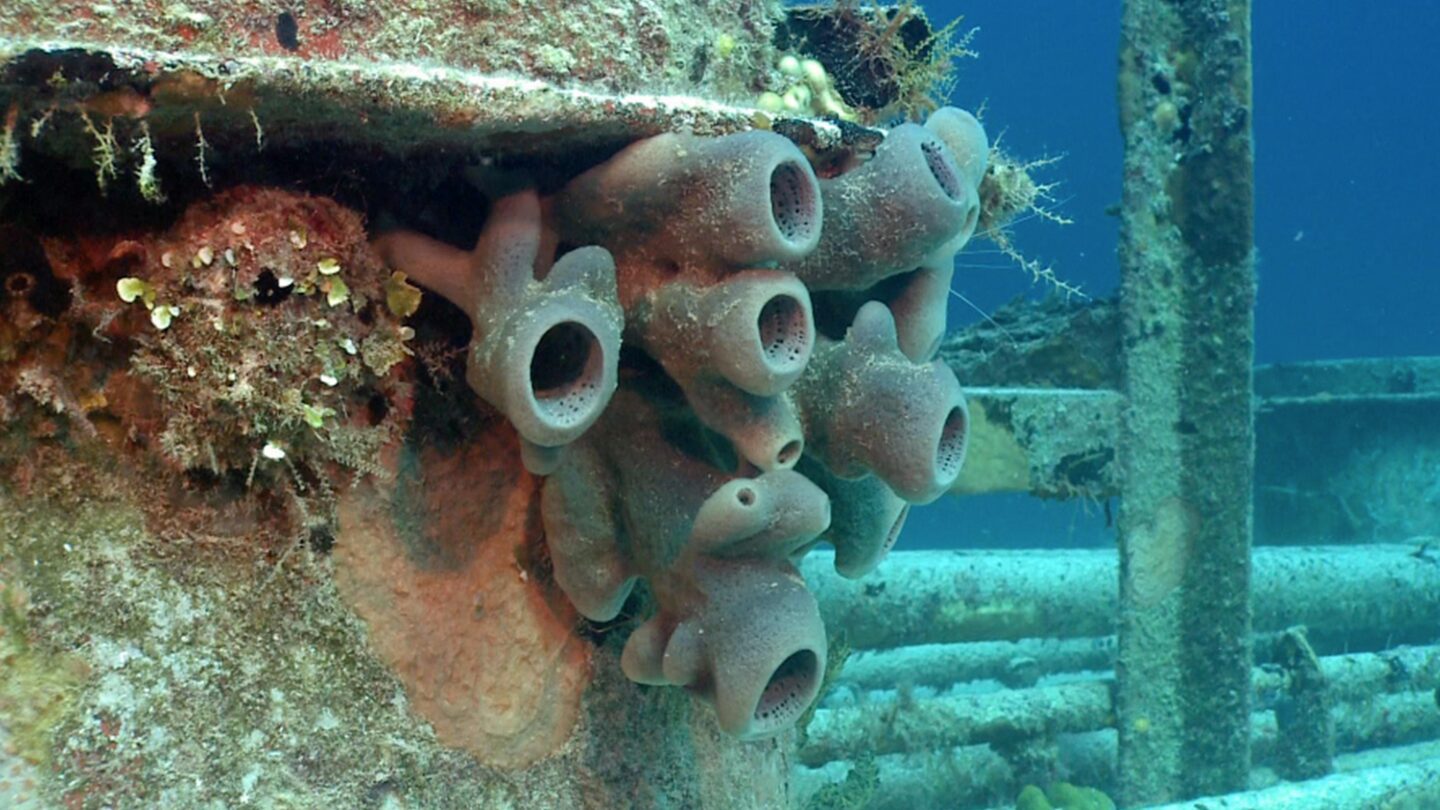 Sponges: Oldest Creatures in the Sea? – WABE